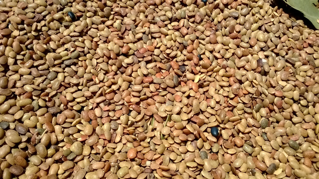 Horse Gram: An Underrated Superfood with Surprising Health Benefits ...